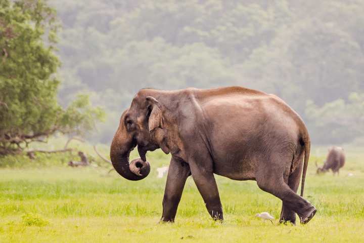 Türkiye’de Nesli Tükenen Hayvanlar | Miniyol