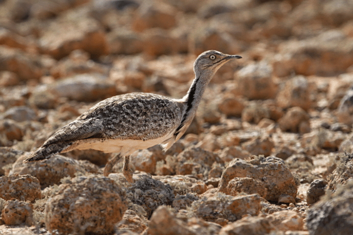 Türkiye’de Nesli Tükenen Hayvanlar | Miniyol